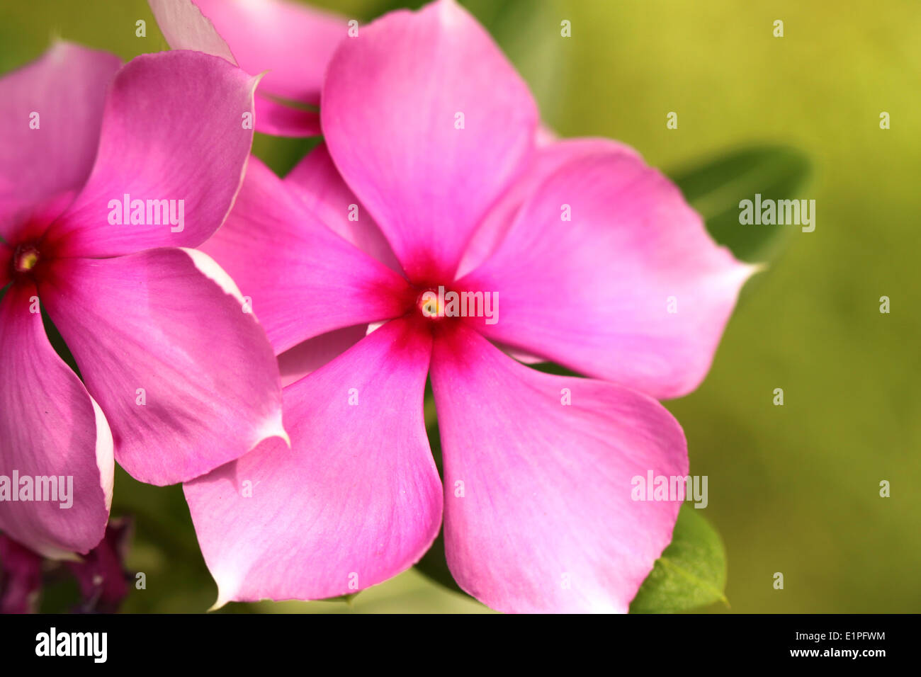 Pink in nature hi-res stock photography and images - Alamy