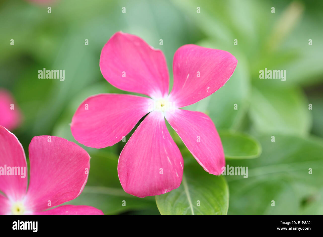 Pink flowers in the garden for nature background Stock Photo - Alamy