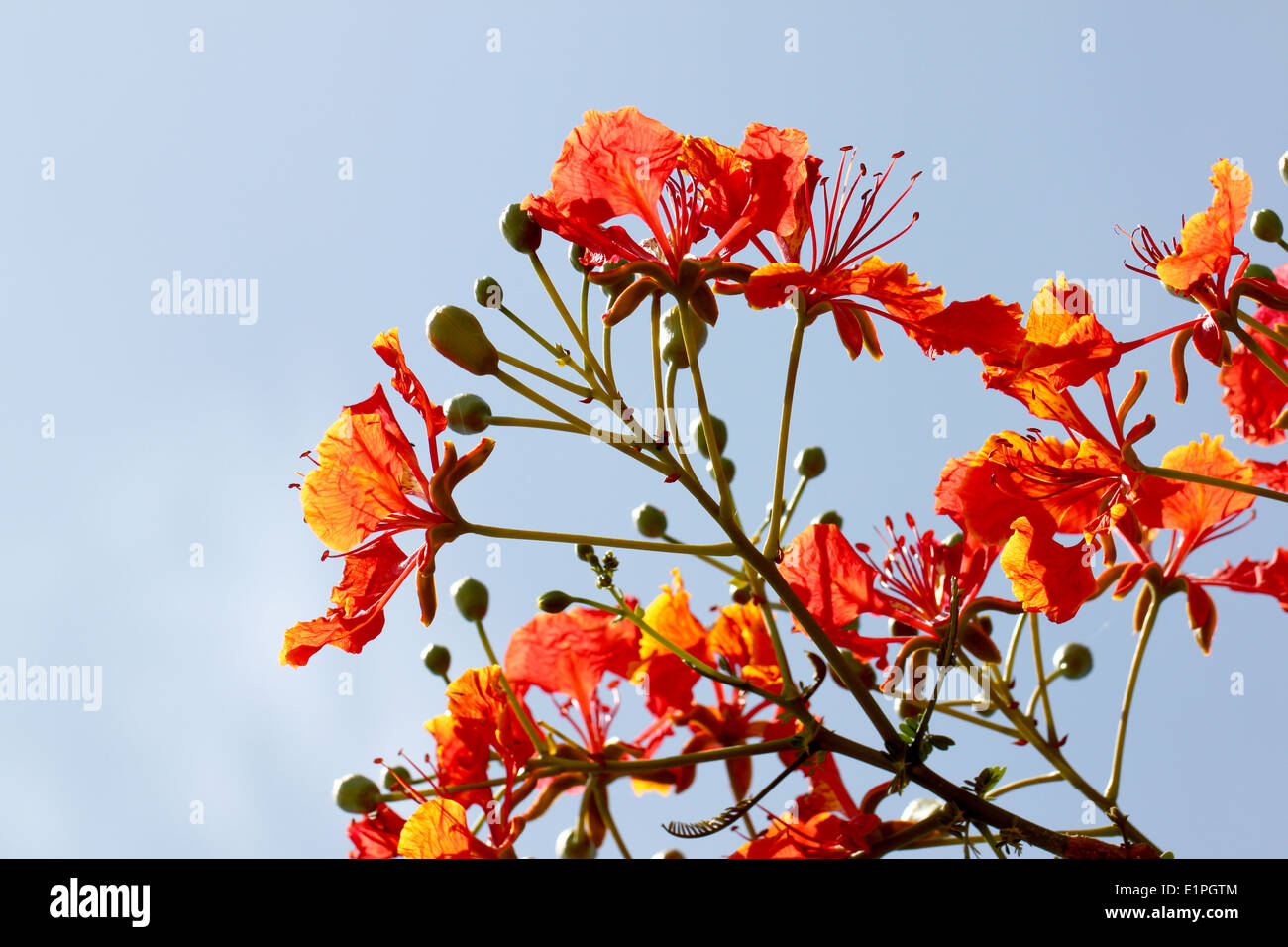 Blue flower crop hi-res stock photography and images - Alamy