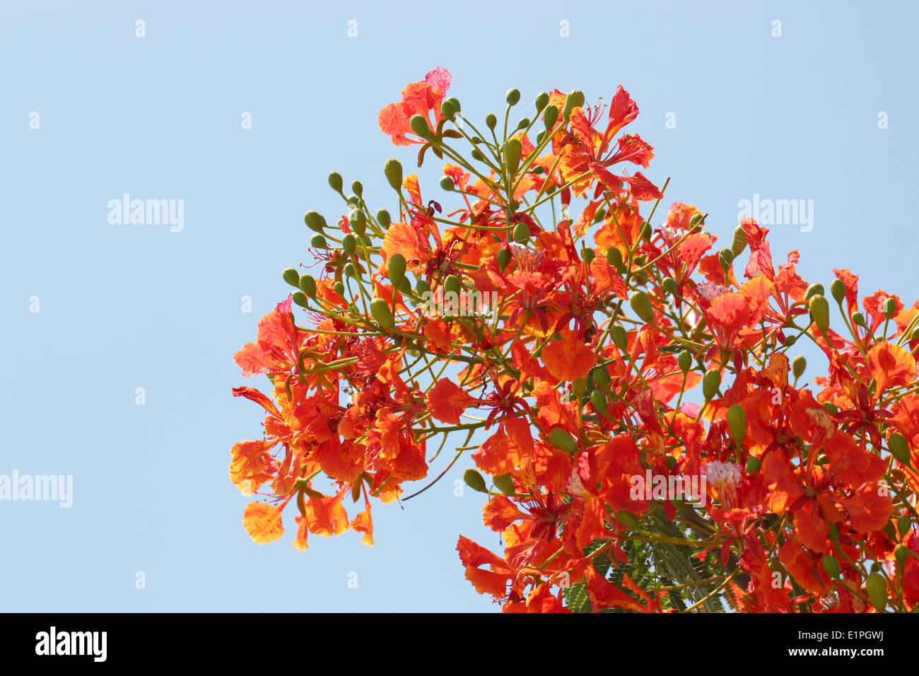 Blue red flame hi-res stock photography and images - Alamy