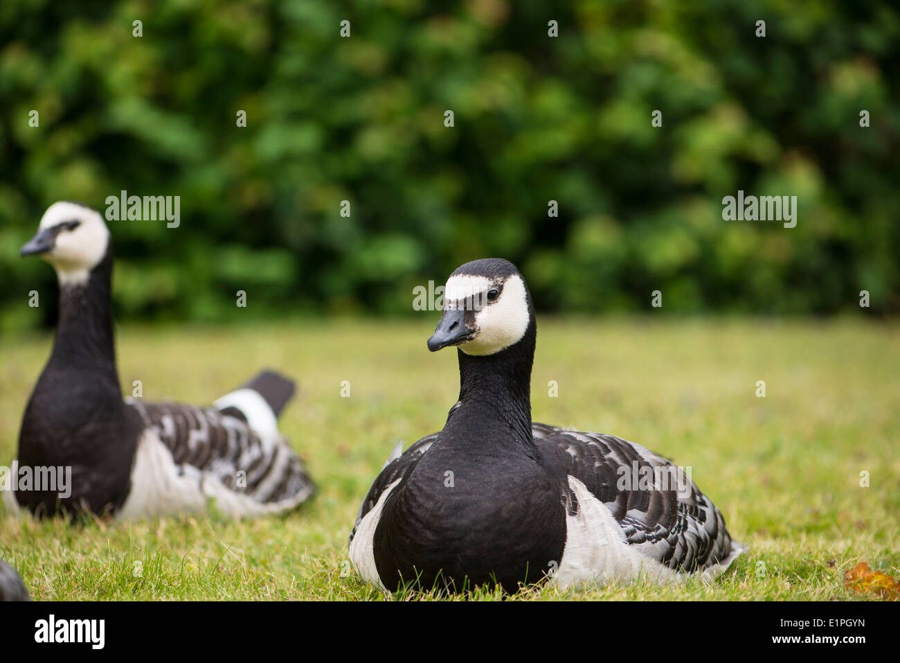 Wild geese, Stockholm Stock Photo - Alamy