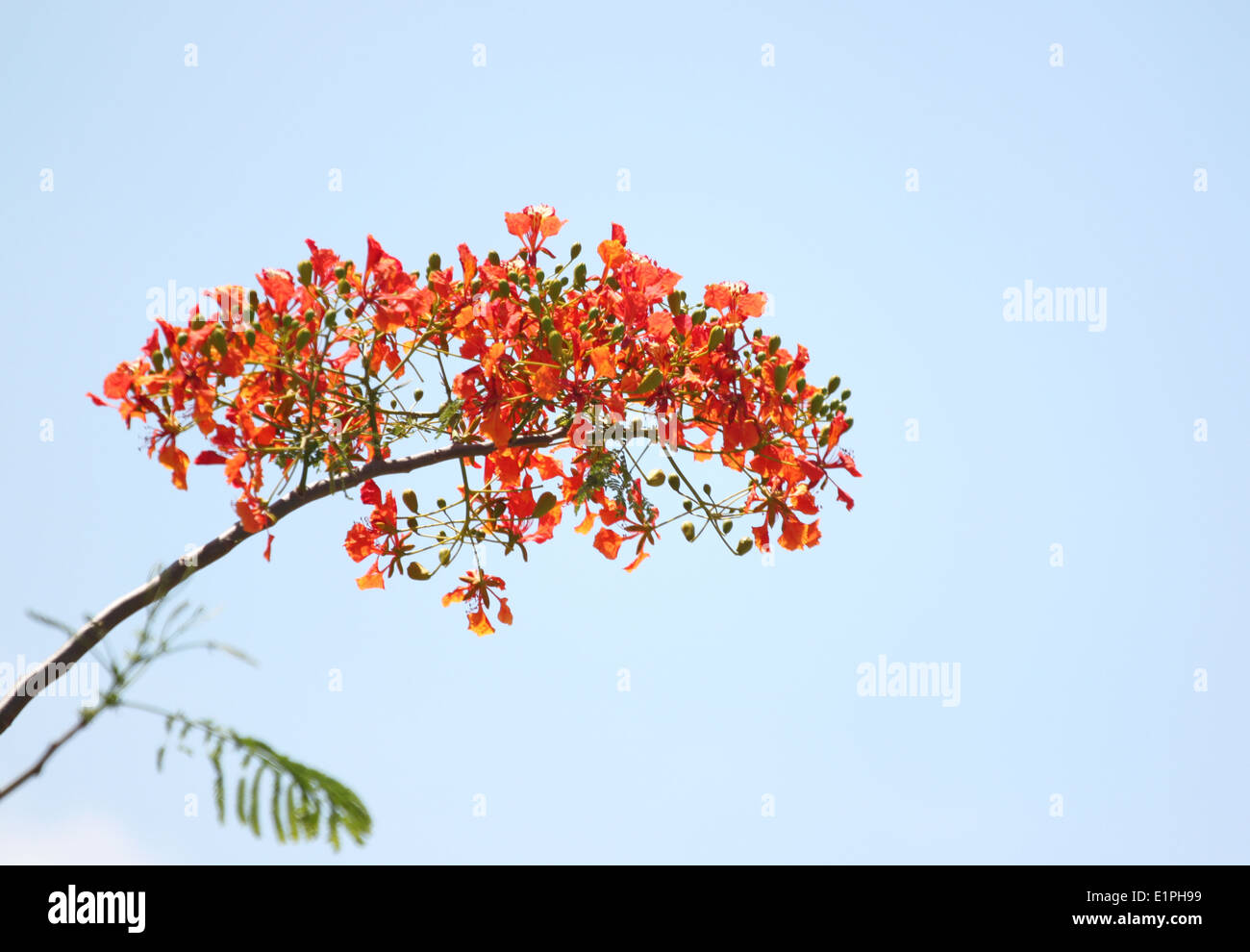 Blue red flame hi-res stock photography and images - Alamy