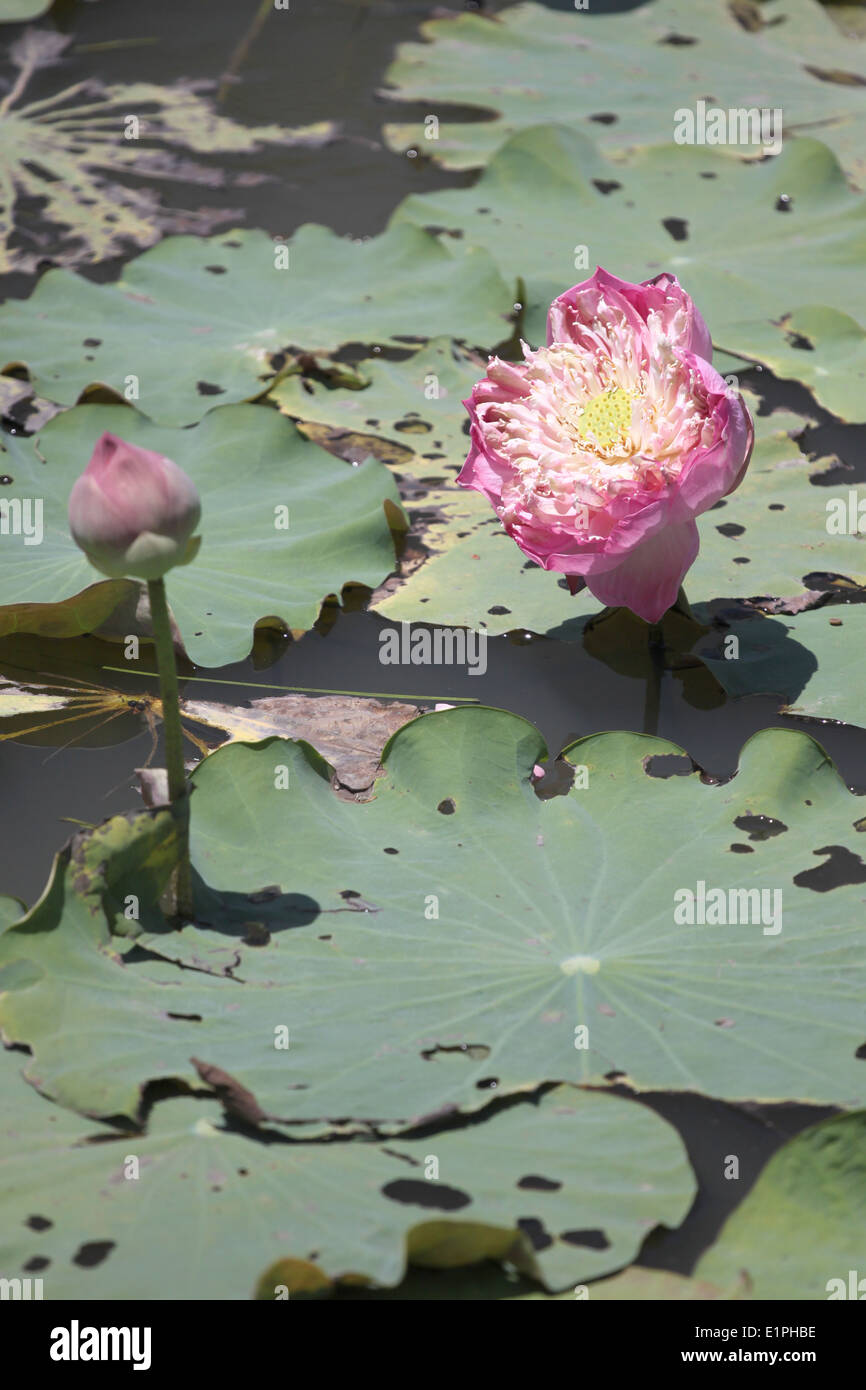 Pink lotus flower waterlily in hi-res stock photography and images - Alamy