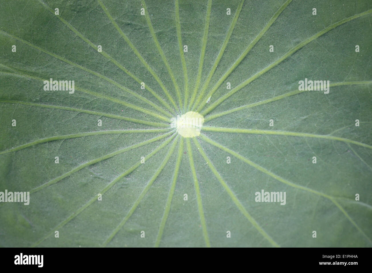 Pattern on the surface of the lotus leaf for the Natural background ...