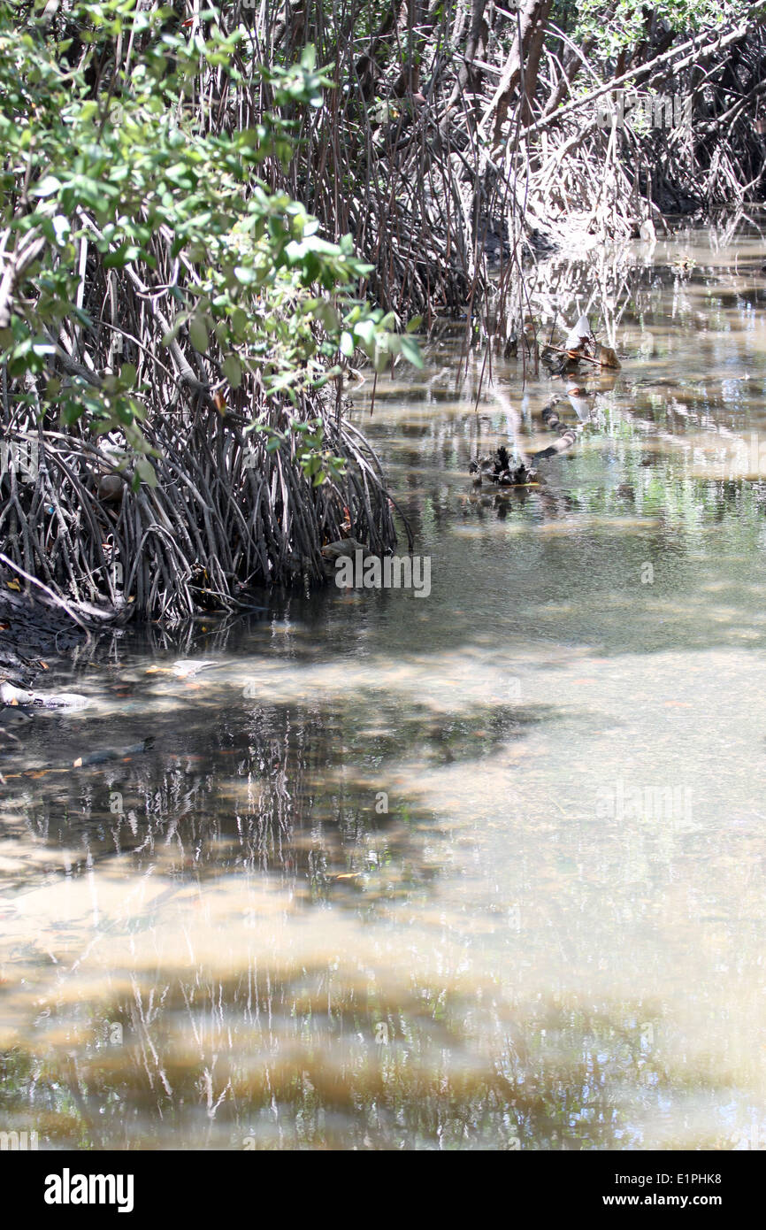 river of mangrove forest flowing seaward Stock Photo - Alamy