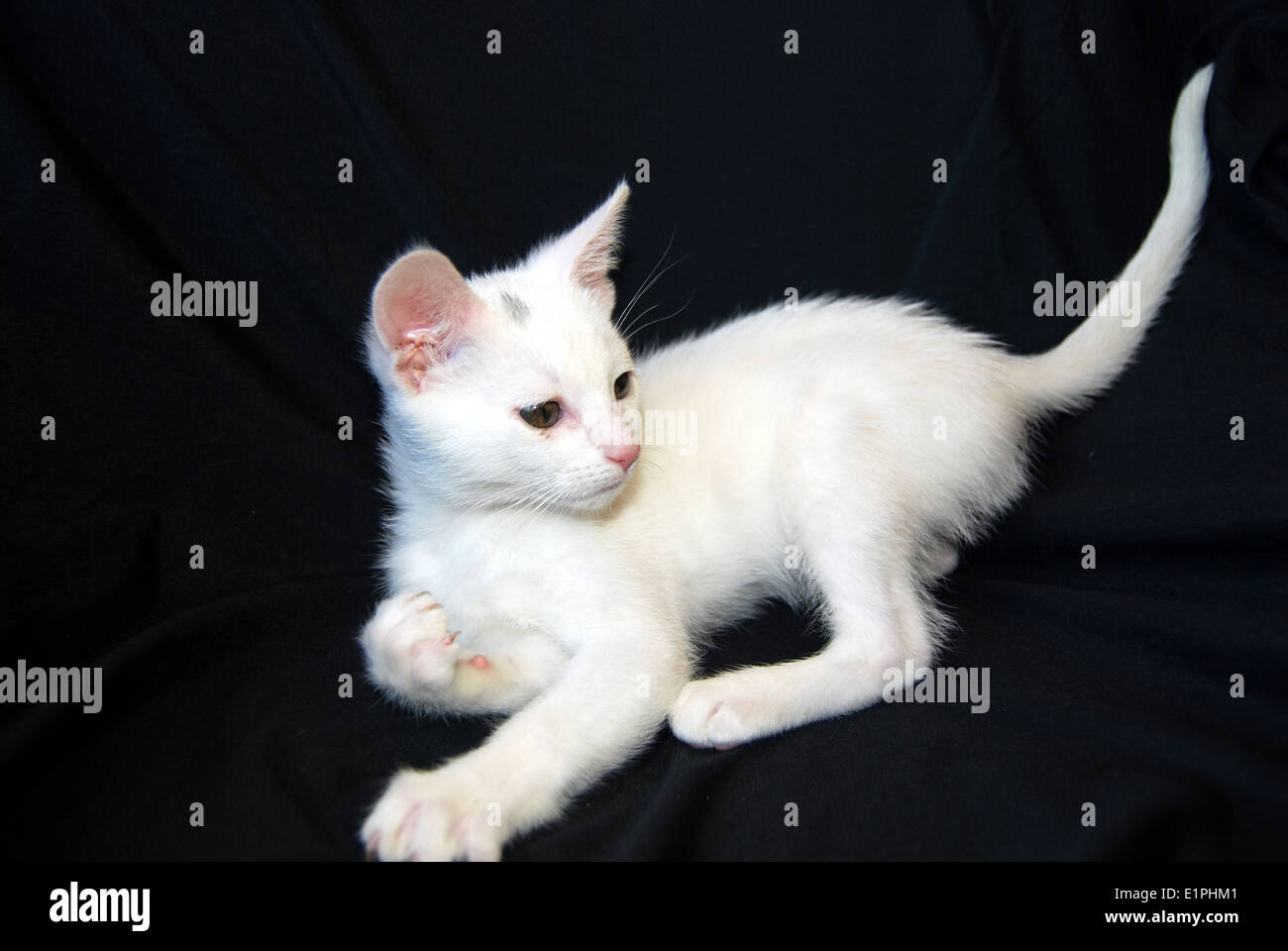 White cat playing with black background Stock Photo - Alamy
