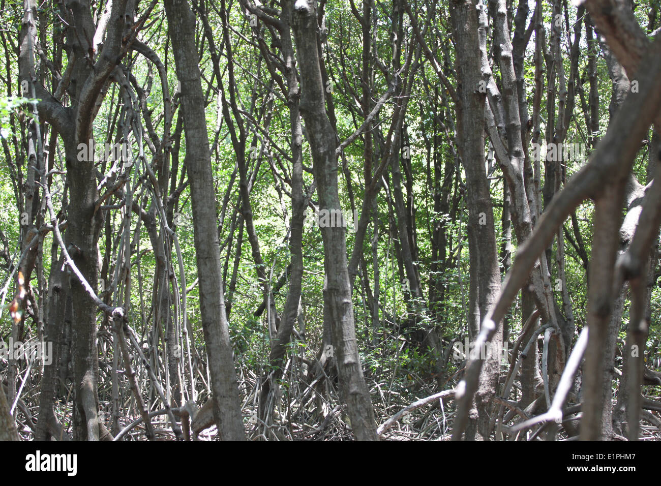 Trunk of mangrove in the mangrove forest for natural background Stock ...