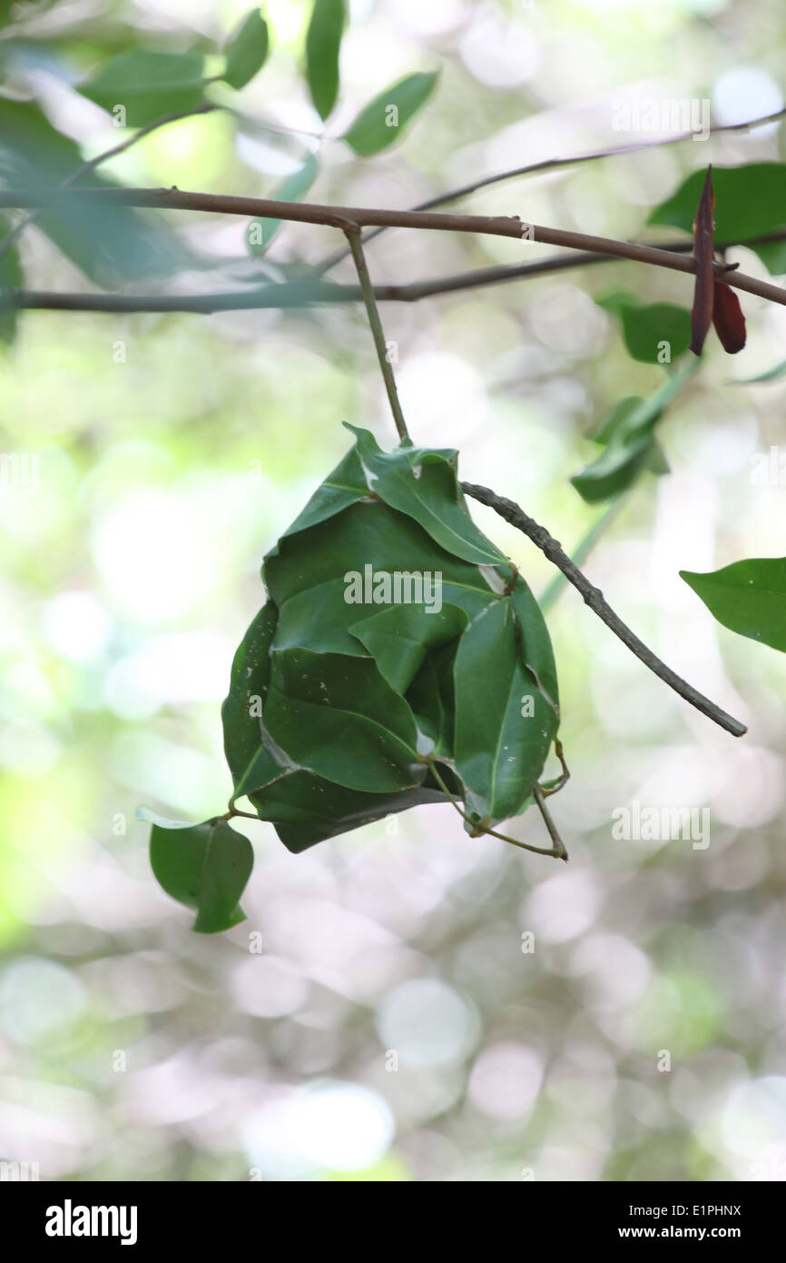 nest of red ant on tree in the mangrove forest Stock Photo - Alamy
