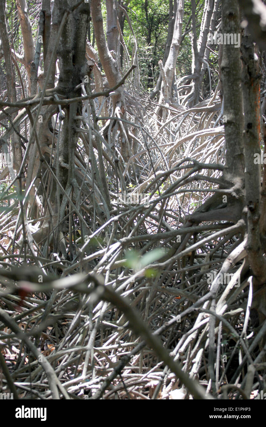 Roots of mangroves trees in the mangrove forest Stock Photo - Alamy