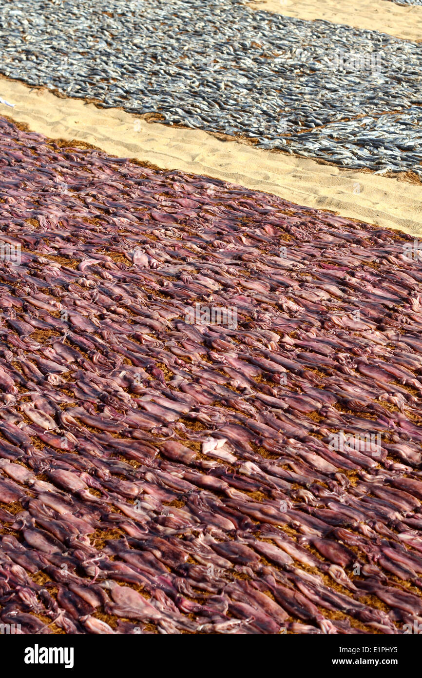 Production of dried fish hi-res stock photography and images - Alamy