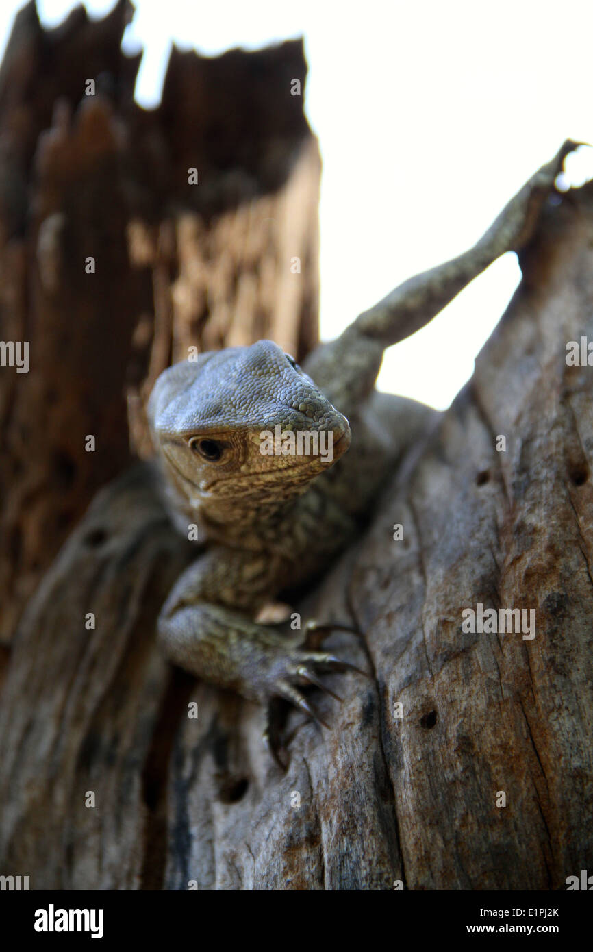 Lizard crawling hi-res stock photography and images - Alamy