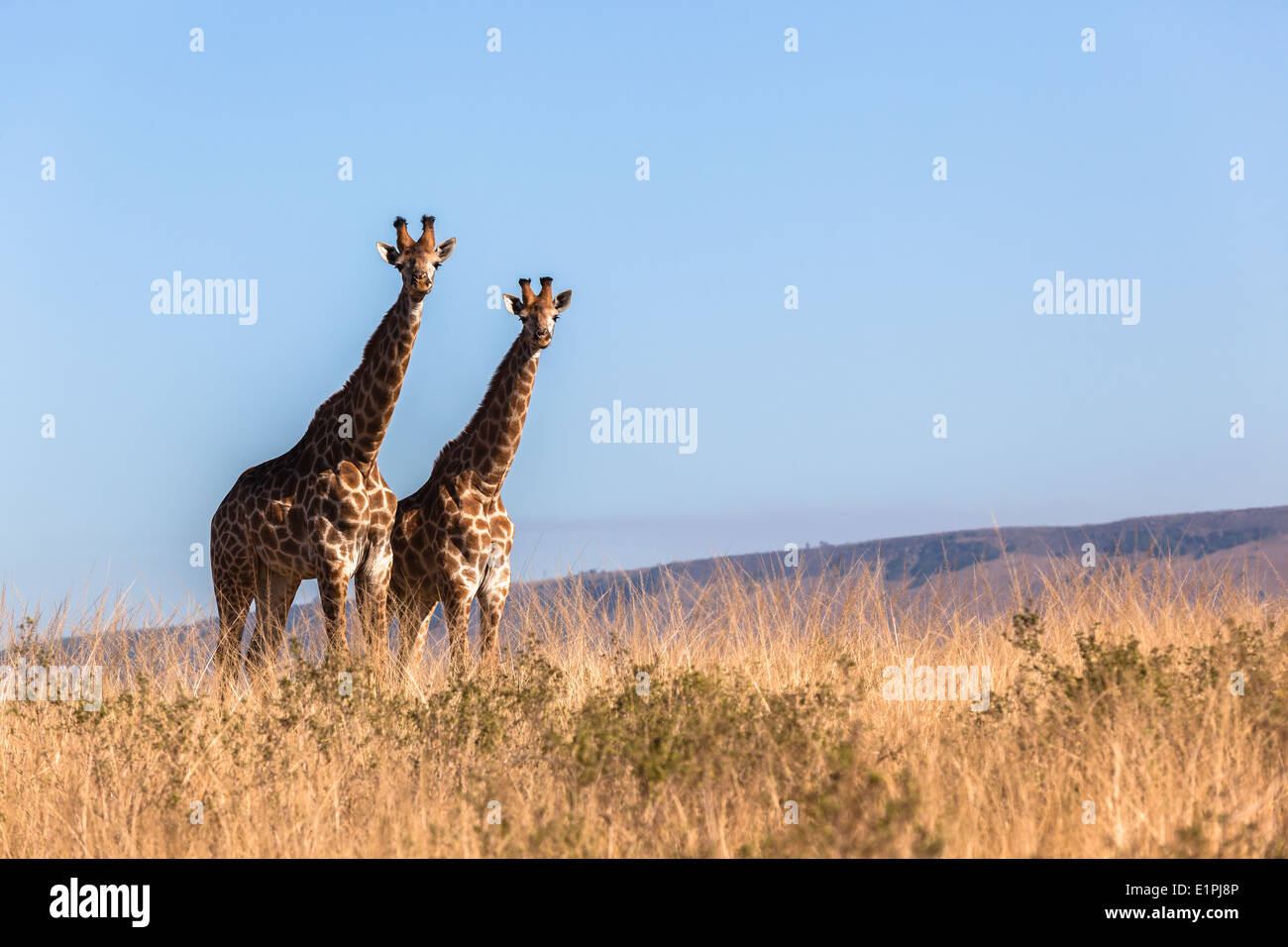 Animals together hi-res stock photography and images - Alamy