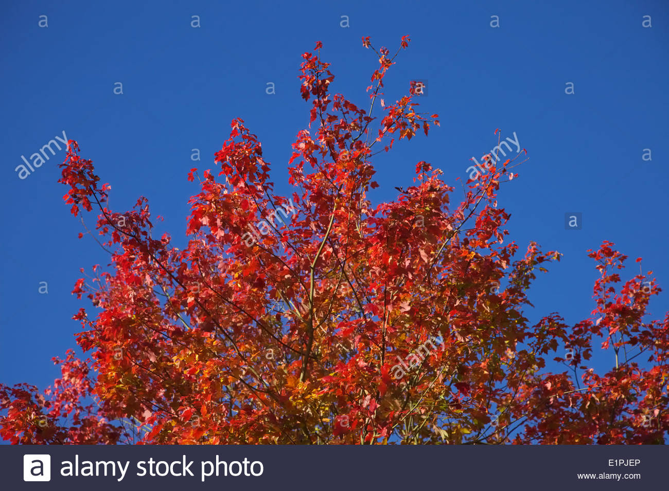 Acer Rubrum Tree Stock Photos & Acer Rubrum Tree Stock Images - Alamy