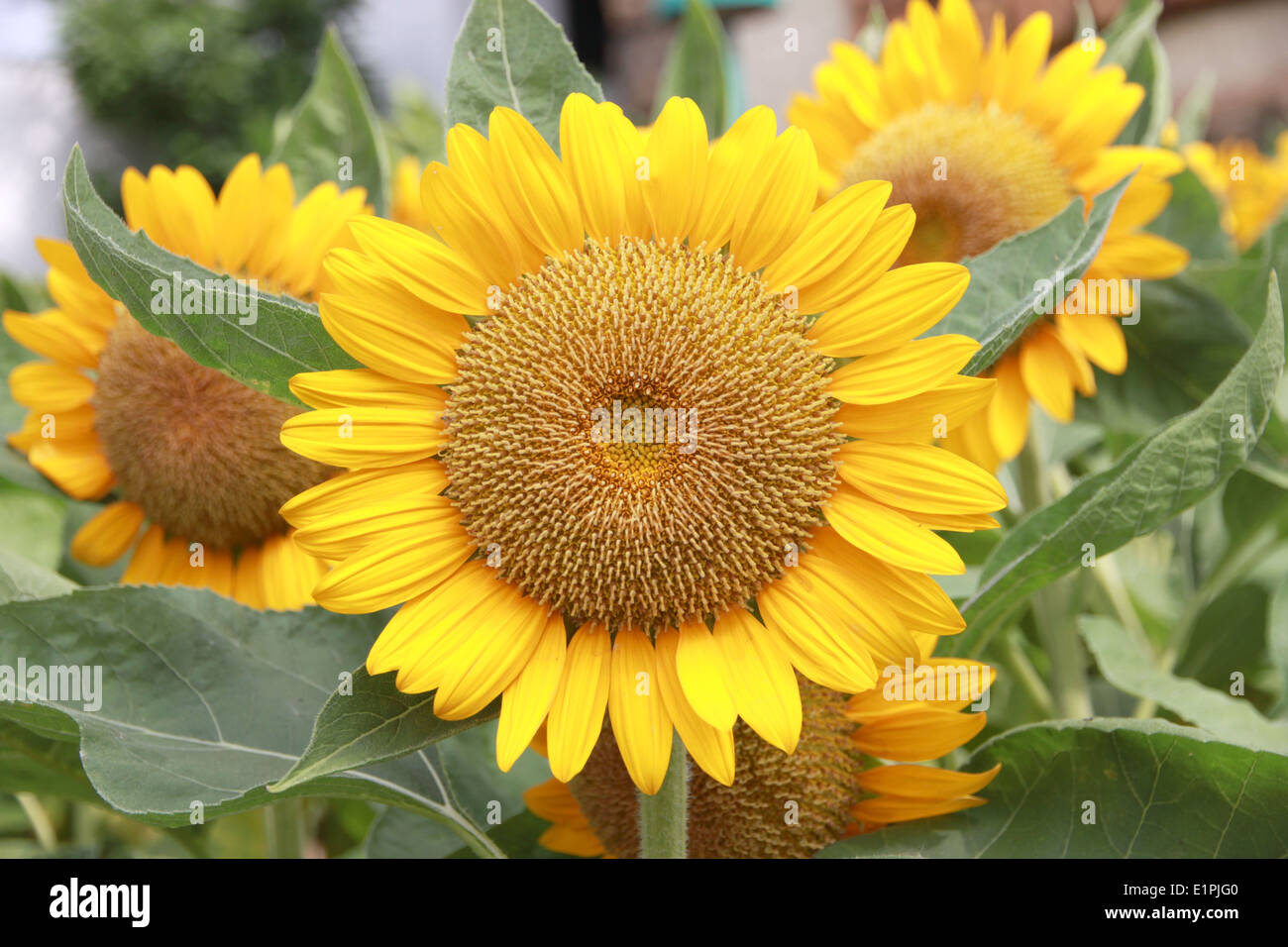 Sunflower in the garden for the nature background Stock Photo - Alamy