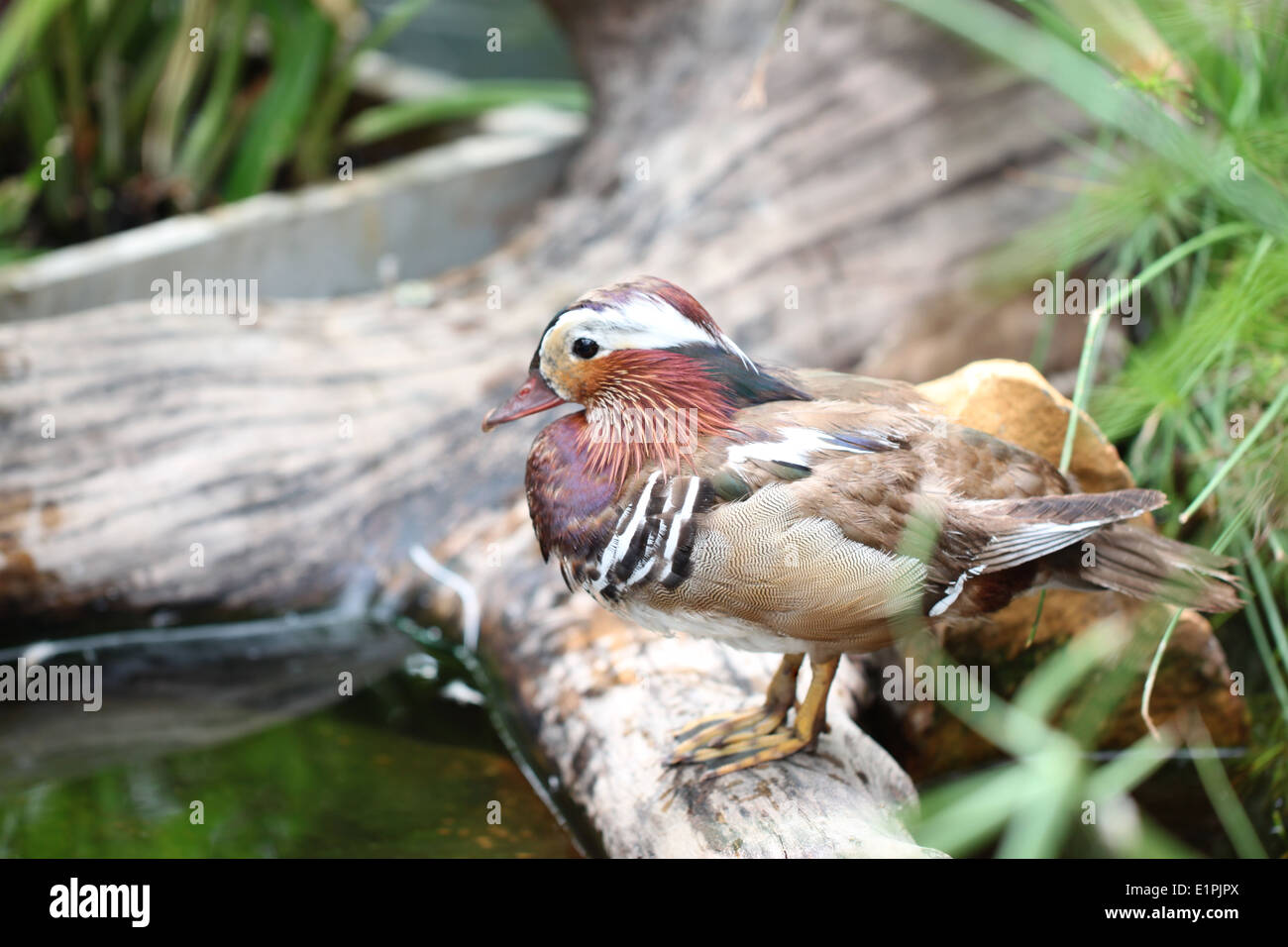 colorful green winged teal duck on the timber in pond Stock Photo - Alamy