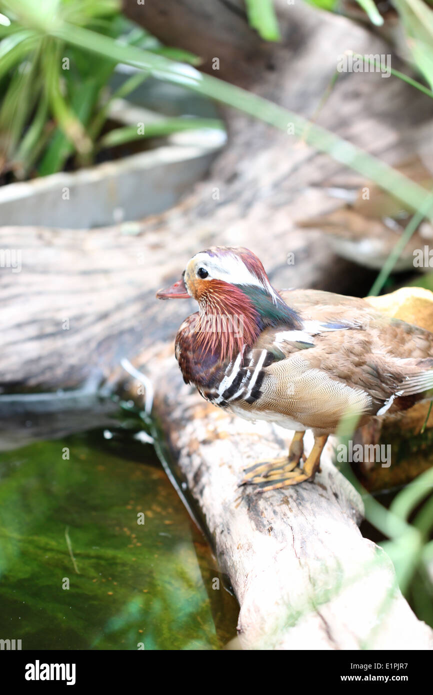 Colorful timber hi-res stock photography and images - Alamy