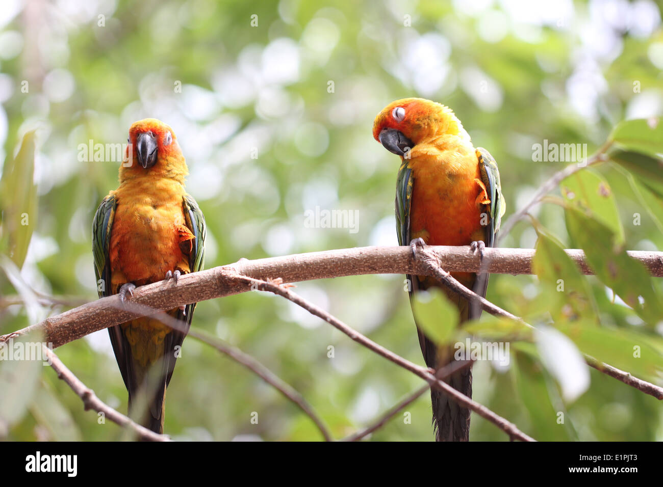 Bird sleeping tree hi-res stock photography and images - Alamy