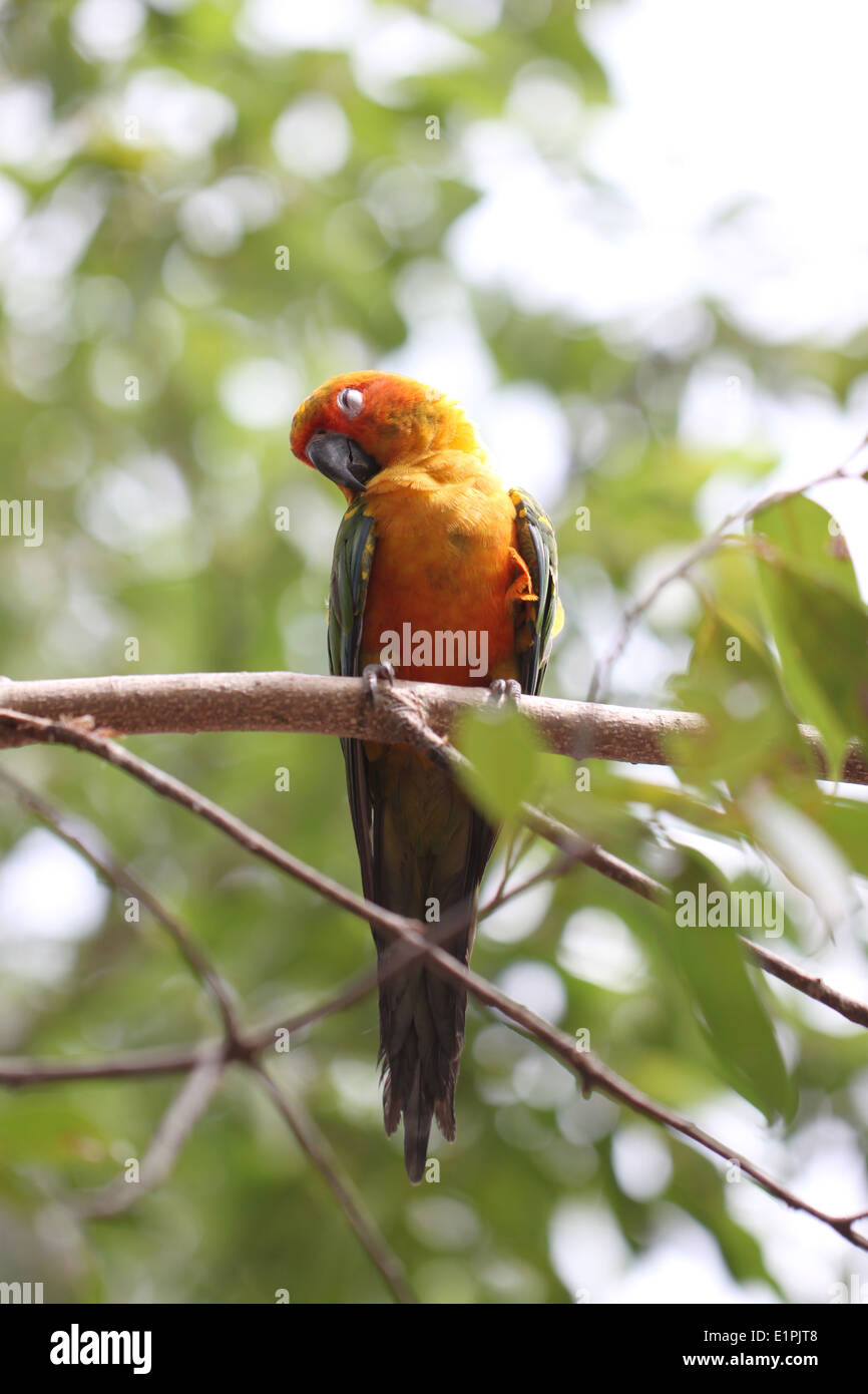 parakeet or parrot is sleeping on tree branch in the garden Stock Photo ...