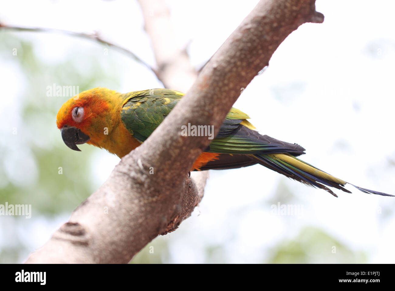 Bird sleeping on branch hi-res stock photography and images - Alamy