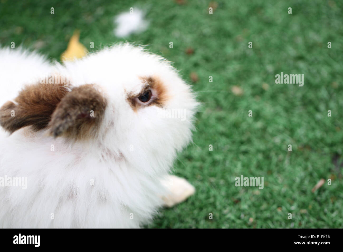 white rabbit's fur fluffy on lawn in the garden Stock Photo - Alamy