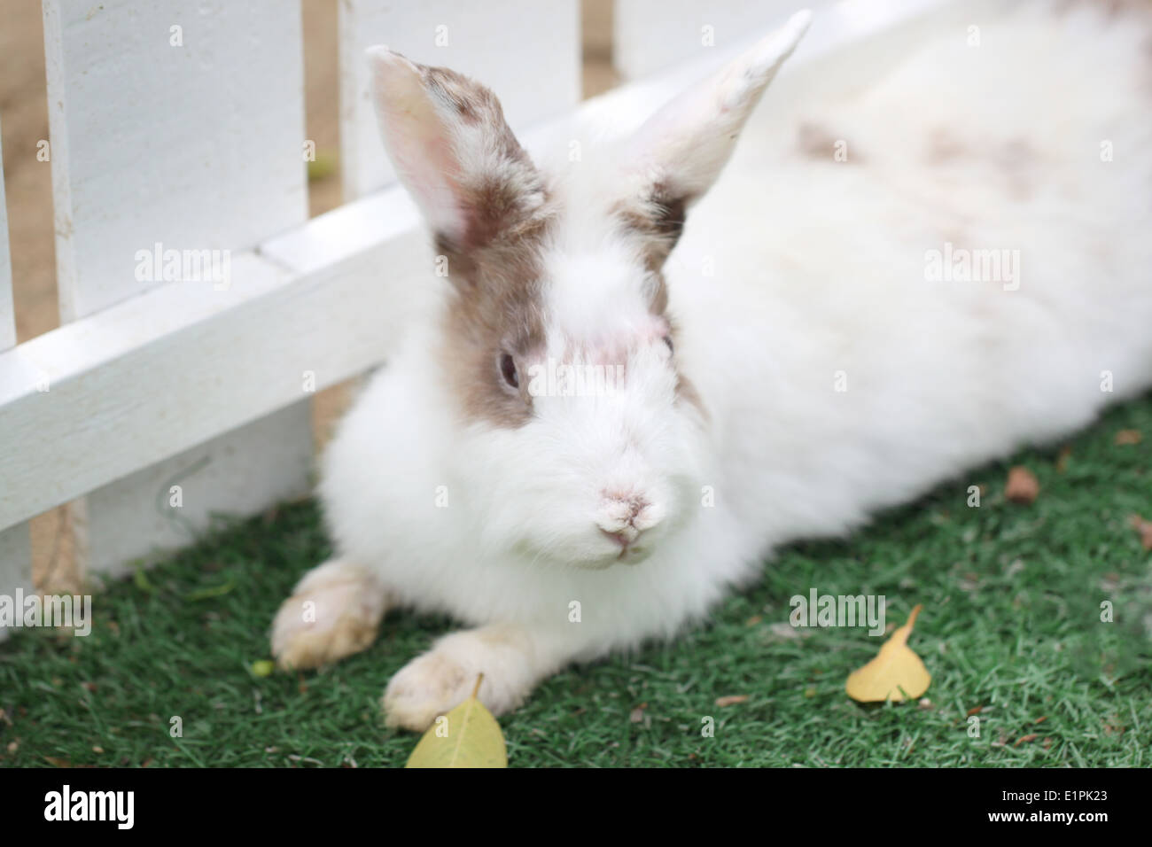 white rabbit's fur fluffy on lawn in the garden Stock Photo - Alamy