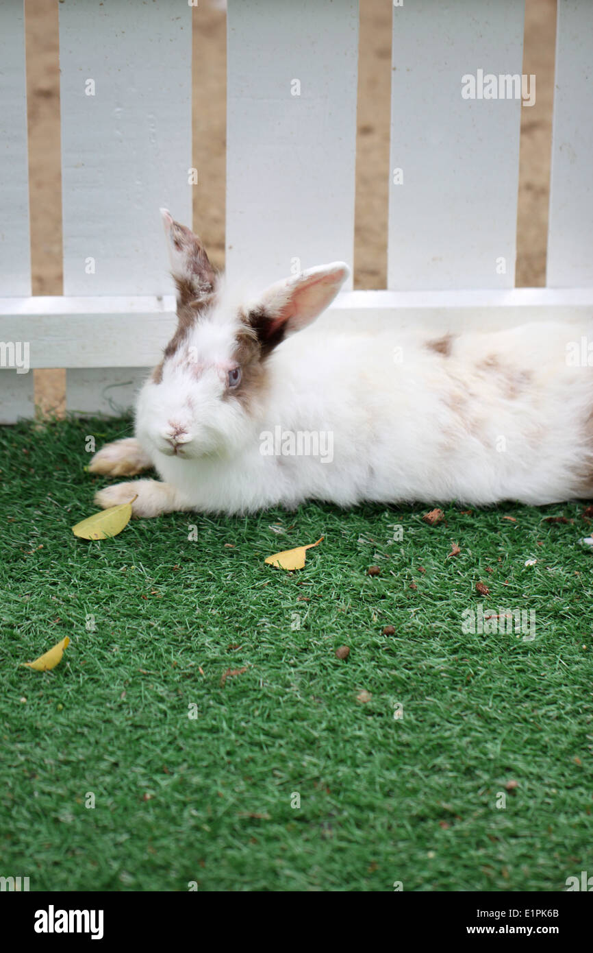 white rabbit's fur fluffy on lawn in the garden Stock Photo - Alamy