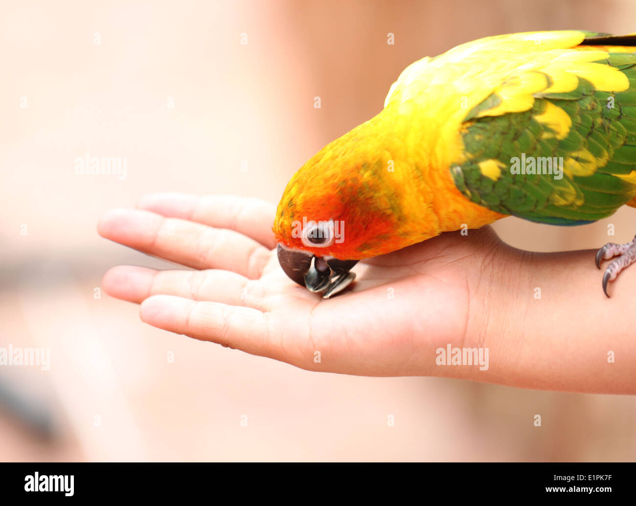 parrot is eating foods on people hand Stock Photo - Alamy