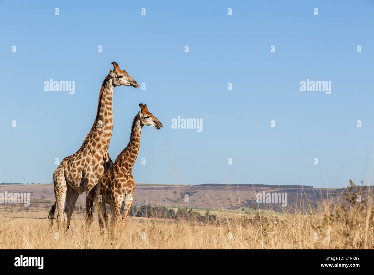 Two Animals Together