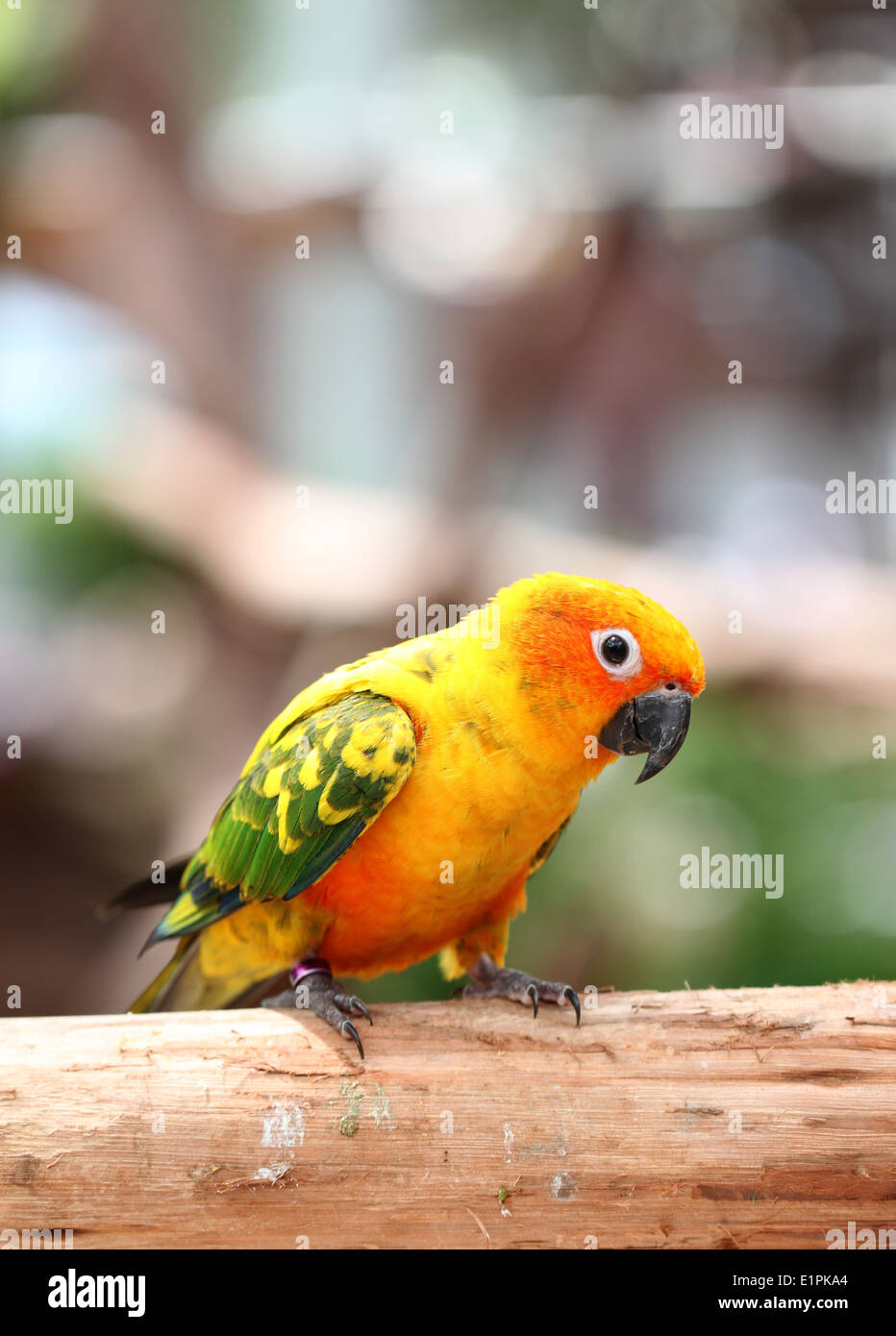 Parrot in the tree hi-res stock photography and images - Alamy