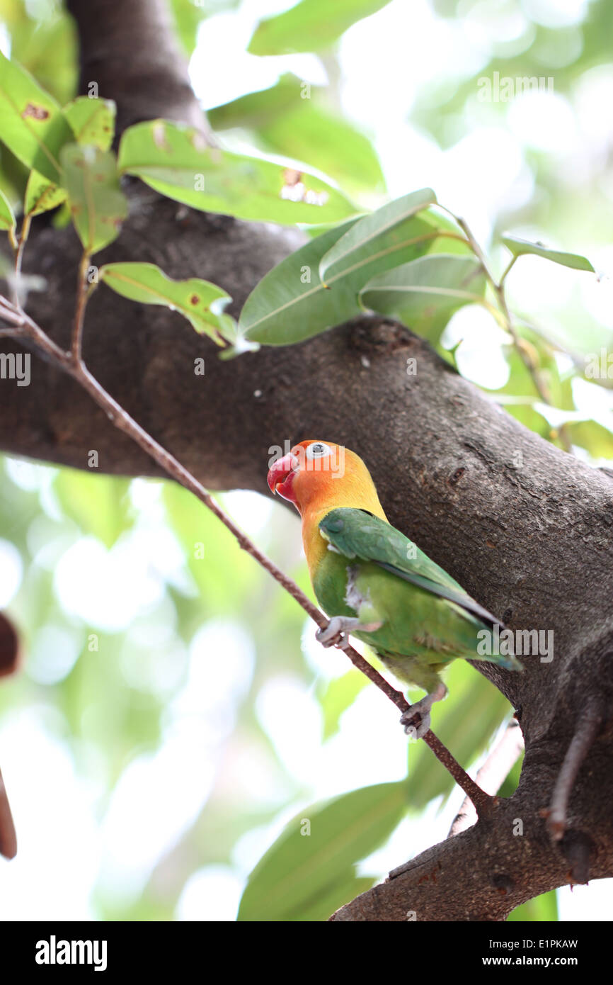 Parrot tree hi-res stock photography and images - Alamy