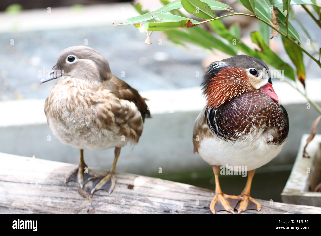 Timber fury hi-res stock photography and images - Alamy