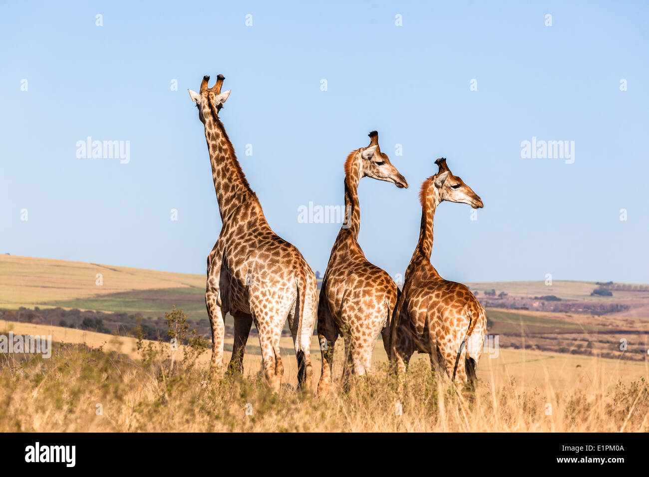 Animals together hi-res stock photography and images - Alamy