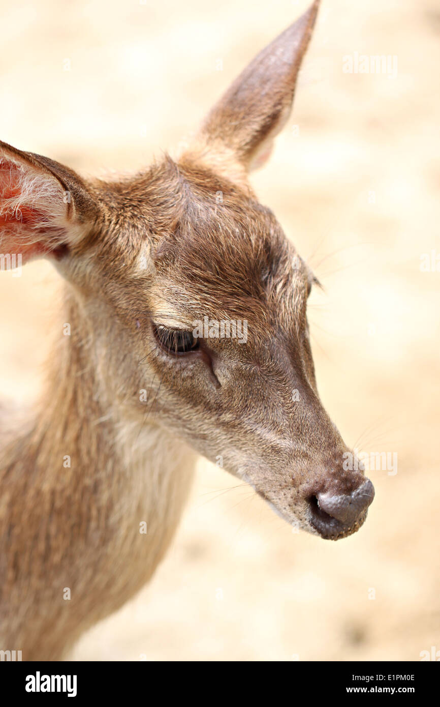 Young deer in the farm for wild animals background Stock Photo - Alamy