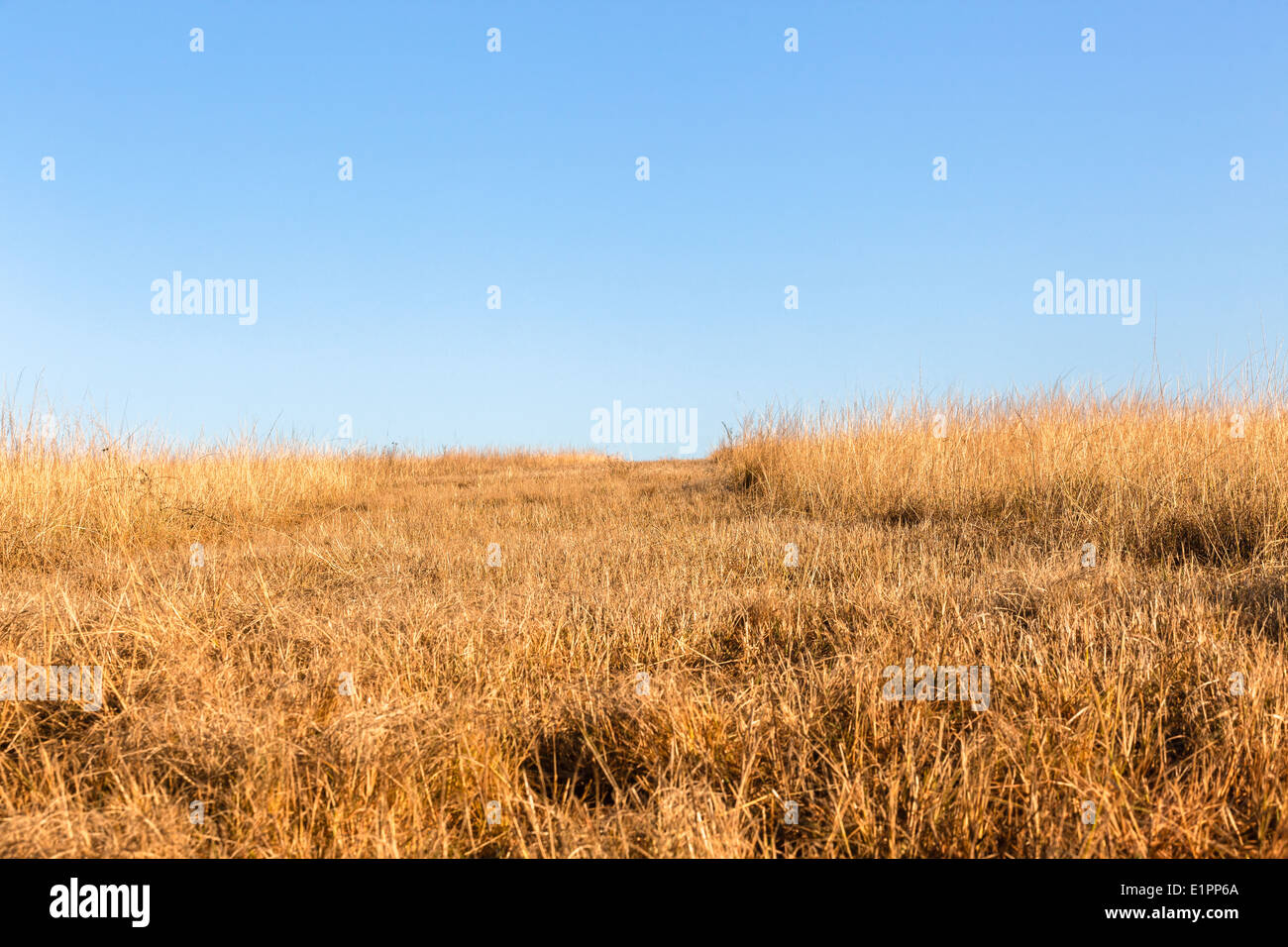 Dry winter grass wilderness landscape wildlife park Stock Photo - Alamy