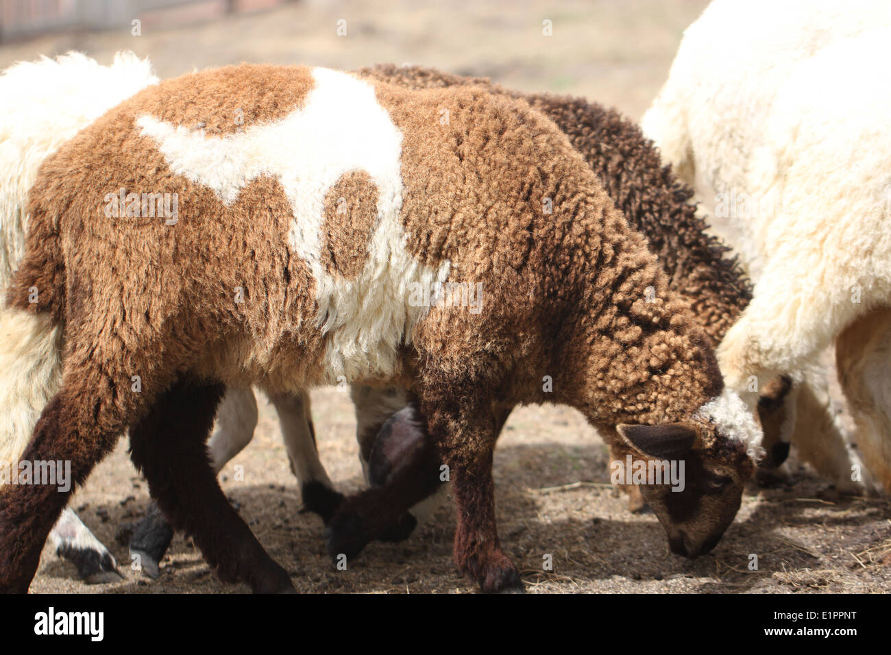 White and brown sheep in the farm Stock Photo - Alamy