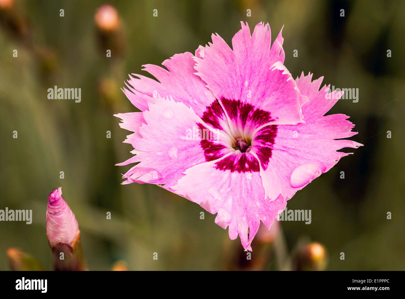Dianthus hi-res stock photography and images - Alamy