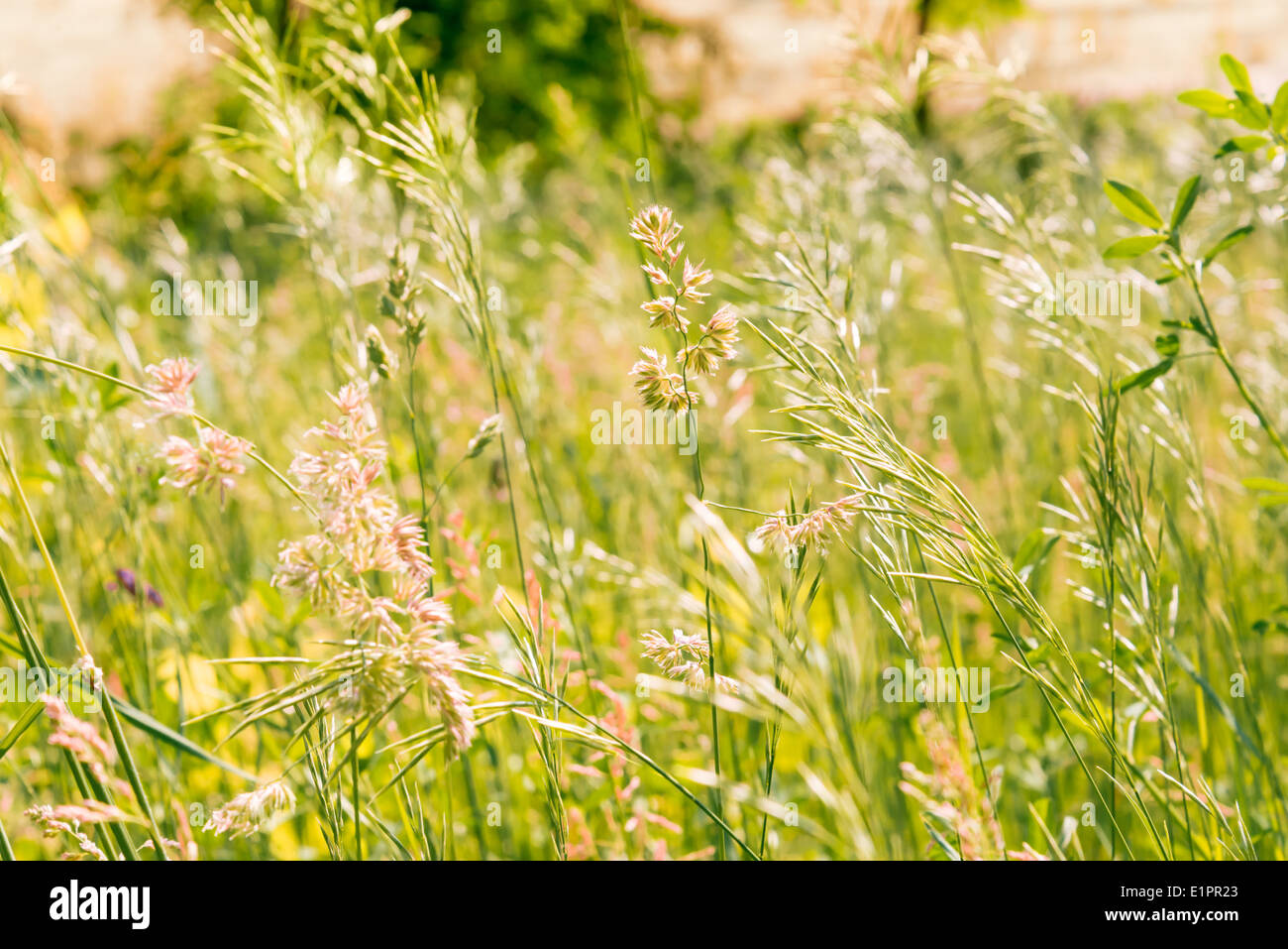 Gramineae grass hi-res stock photography and images - Alamy