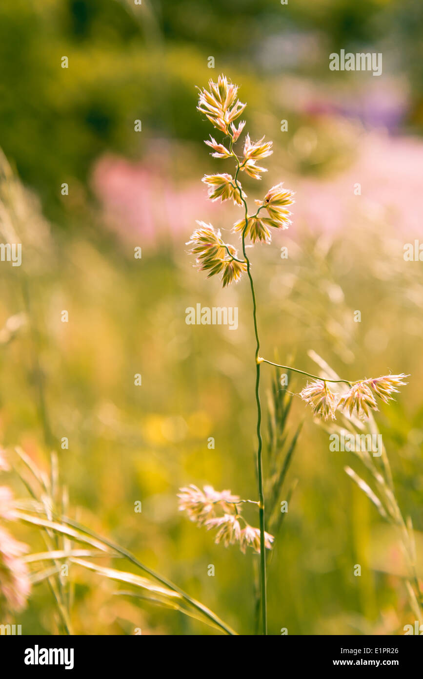 Gramineae grass hi-res stock photography and images - Alamy