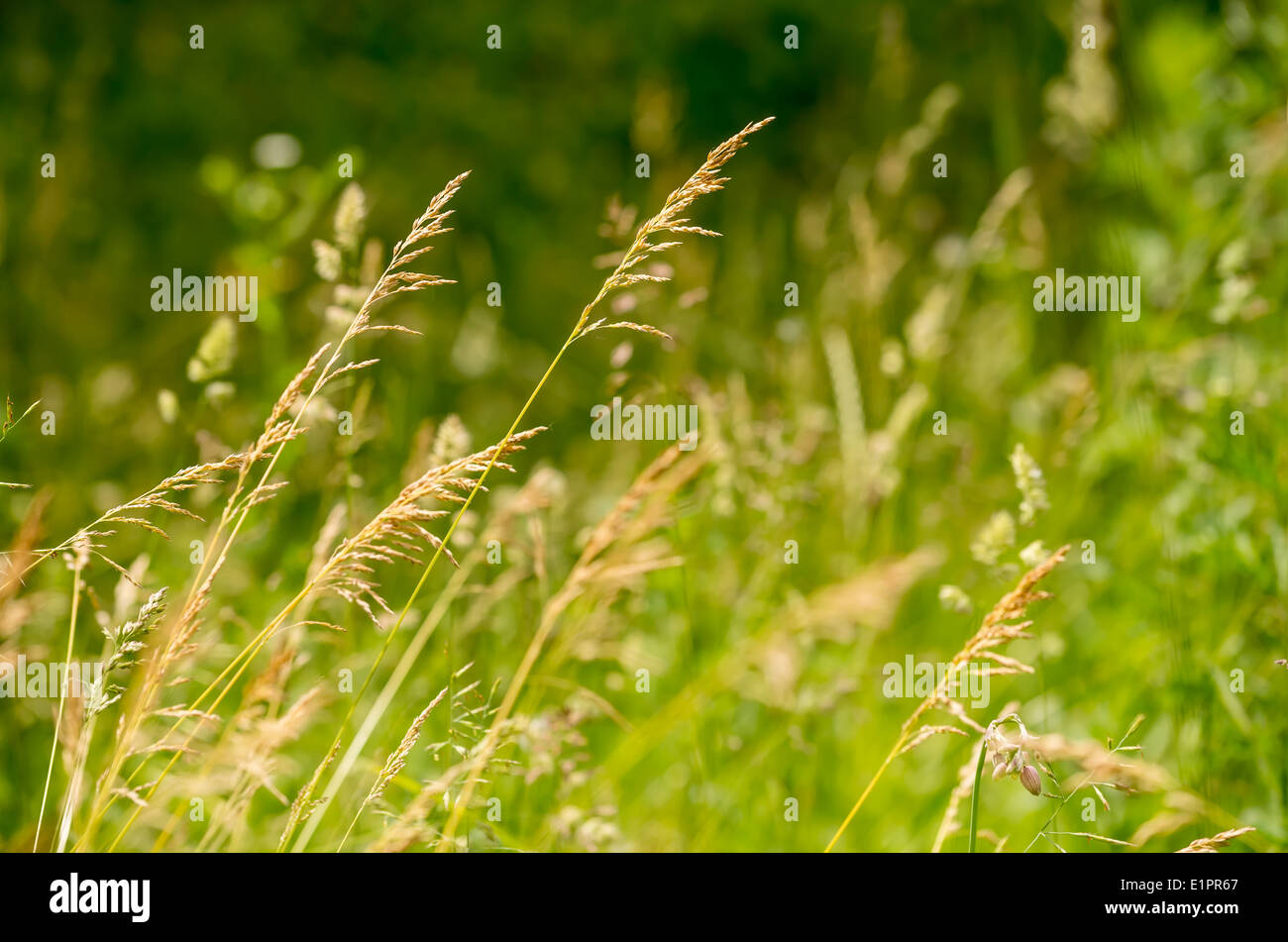 Gramineae grass hi-res stock photography and images - Alamy