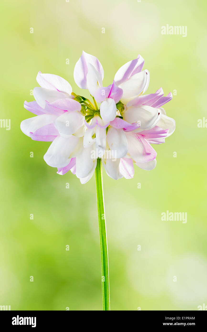 Pink clover flower hi-res stock photography and images - Alamy