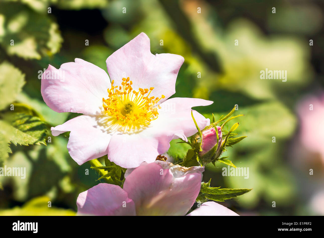 Nice pink rose hi-res stock photography and images - Alamy