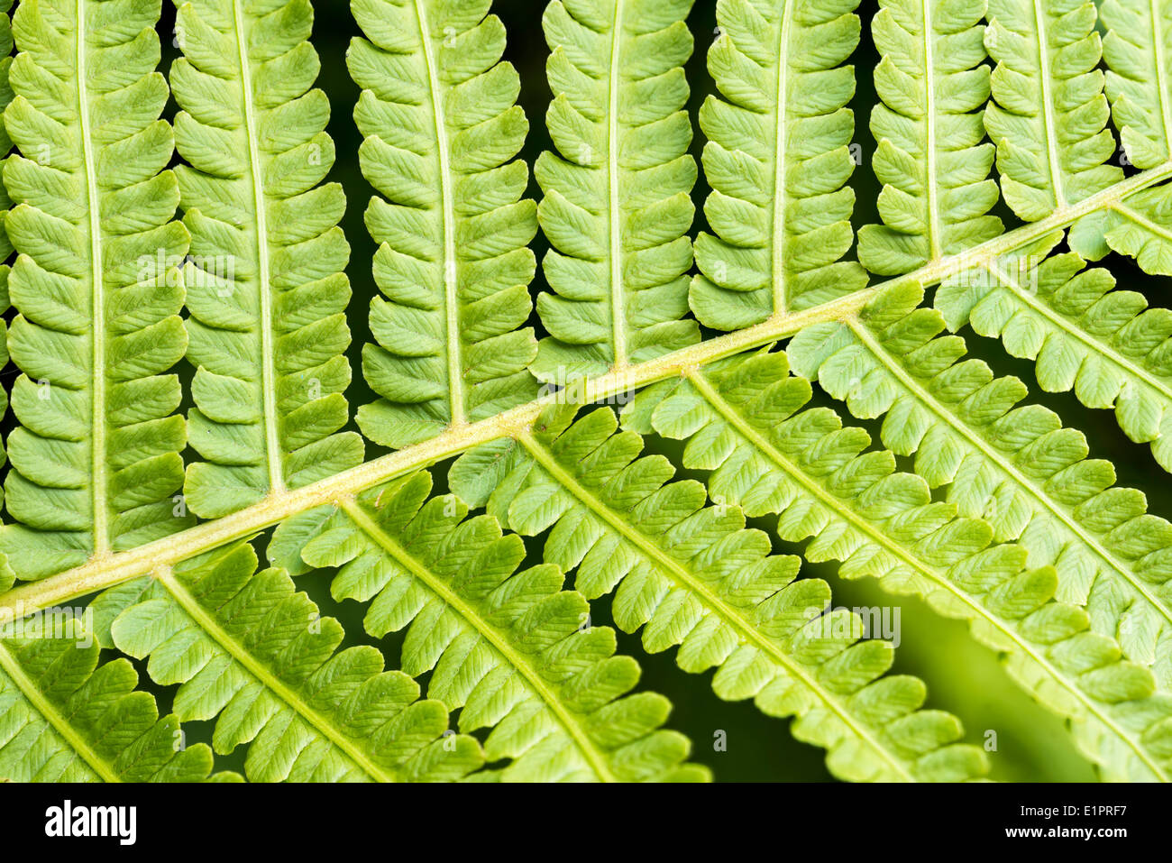 Fern Leaf Spore High Resolution Stock Photography and Images - Alamy
