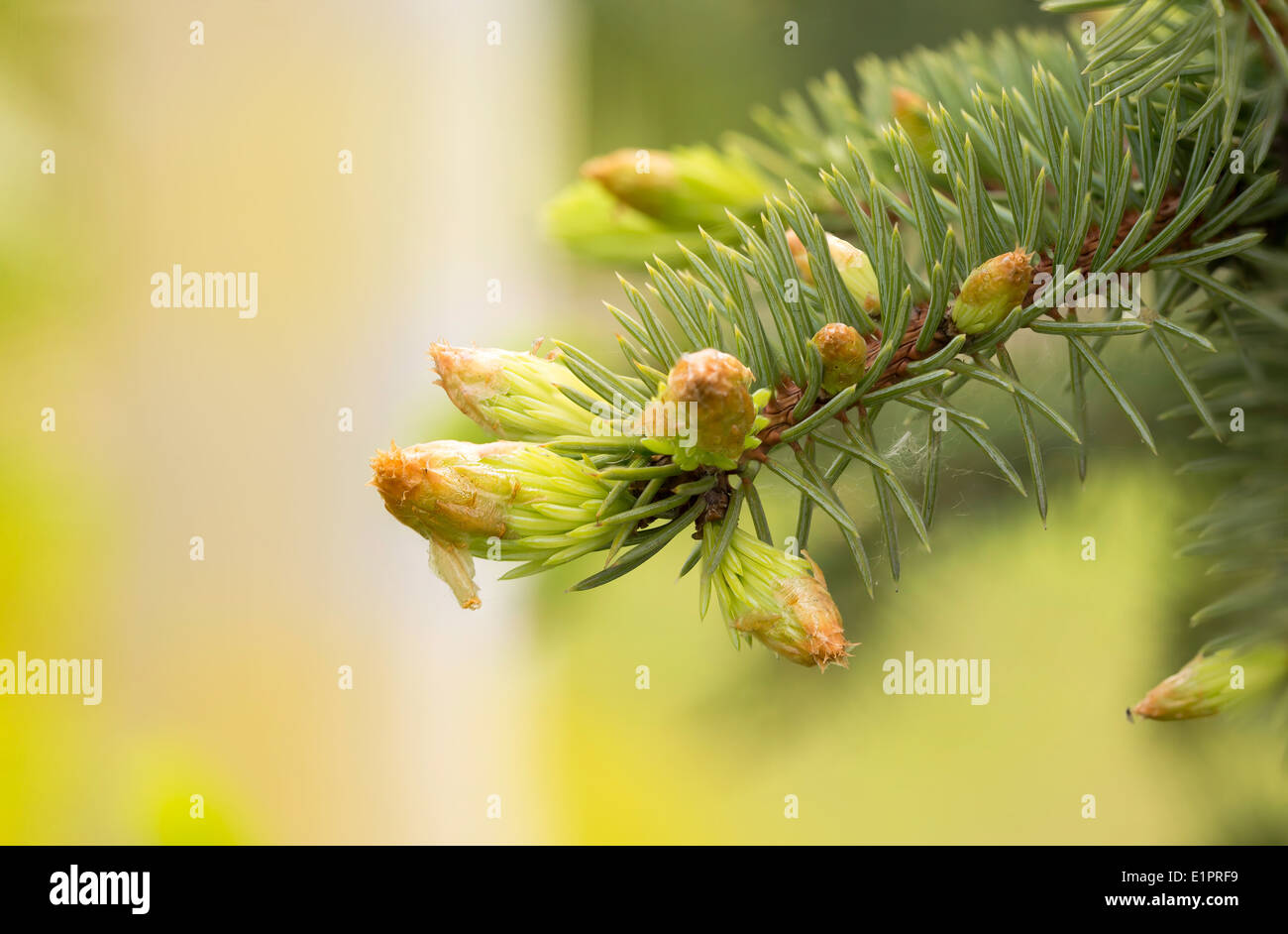 Conifer bud tree spring hi-res stock photography and images - Alamy