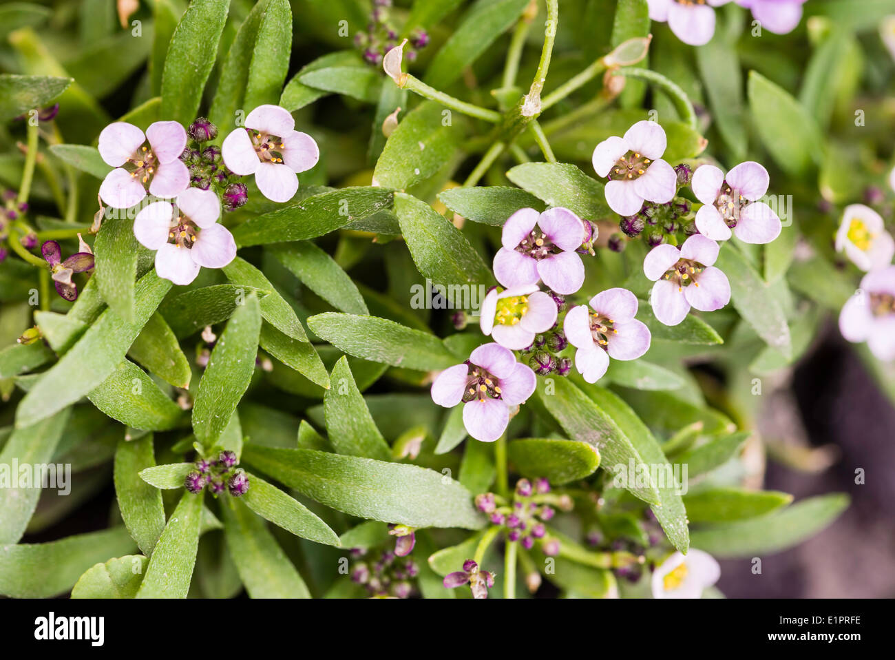 Little pink flowers with four petals in a garden Stock Photo - Alamy