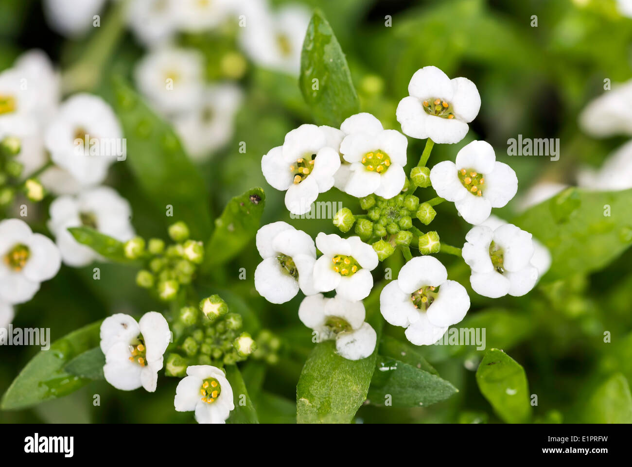 Little pink flowers with four petals in a garden Stock Photo - Alamy