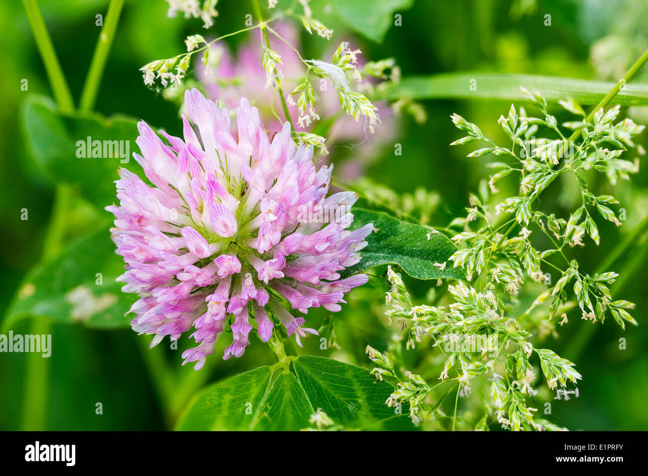 Pink clover flower hi-res stock photography and images - Alamy