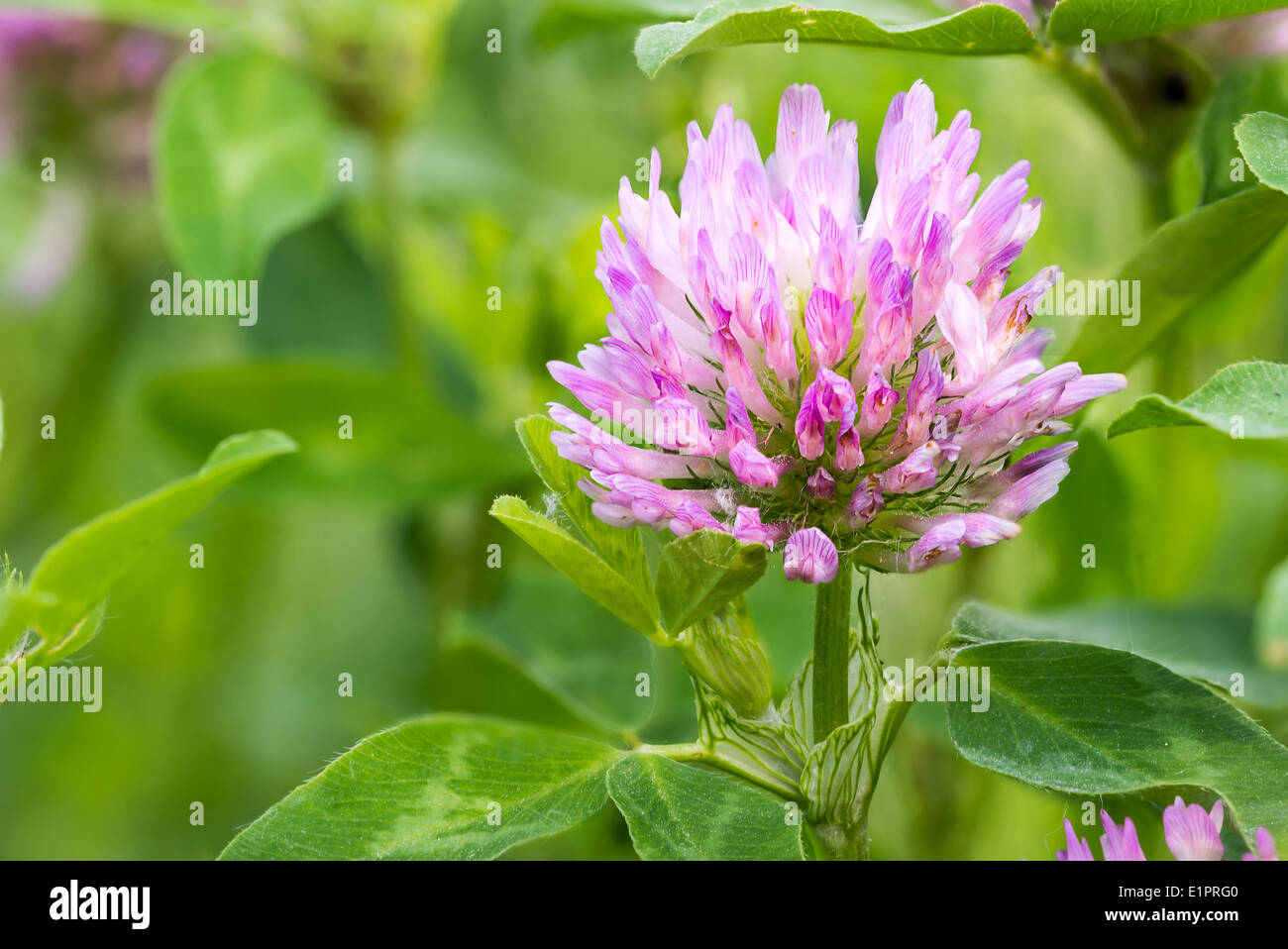 A pink clover flower in the middle of a green meadow, under a warm ...