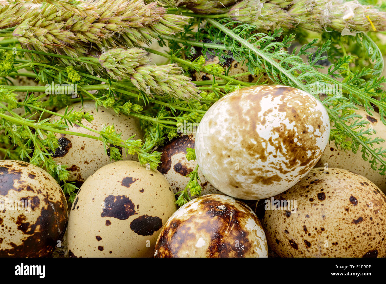 Delicacy healthy food quail eggs hi-res stock photography and images ...