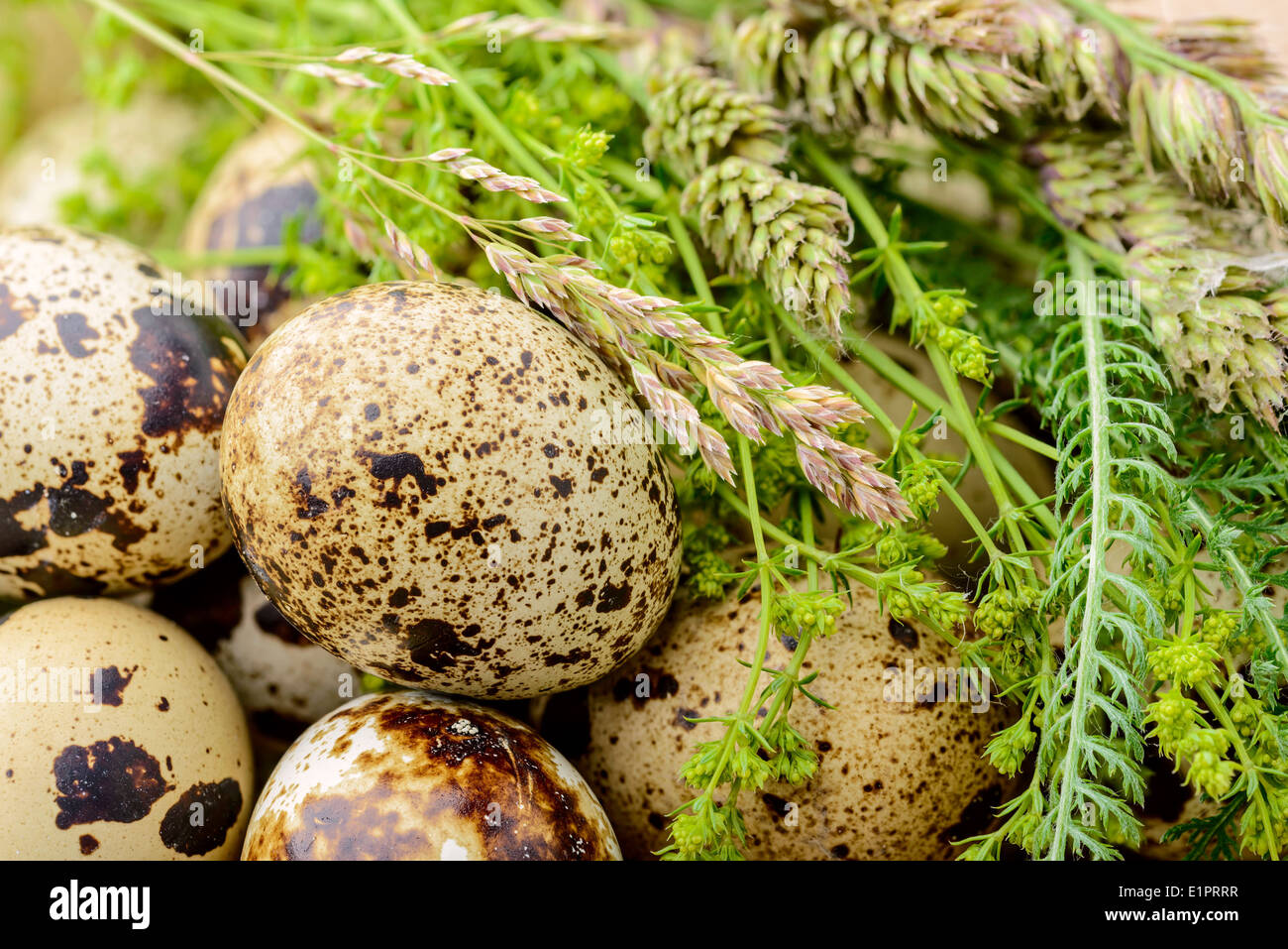 Delicacy healthy food quail eggs hi-res stock photography and images ...