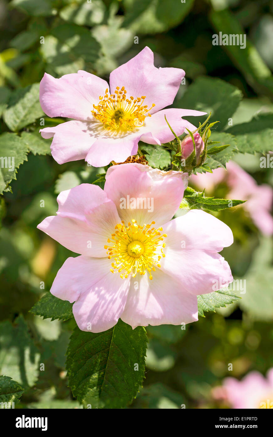 Briar roses hi-res stock photography and images - Alamy